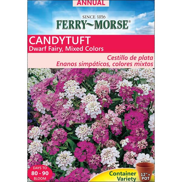Ferry-Morse Flower Candytuft Dwarf Fairy Mixed Colors Seed 5361 - The ...