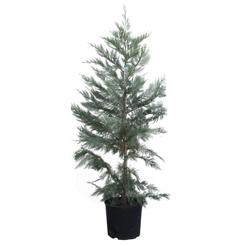 Brighter Blooms 5 Gal. 4 ft.t o 5 ft. Tall Leyland Cypress Evergreen ...