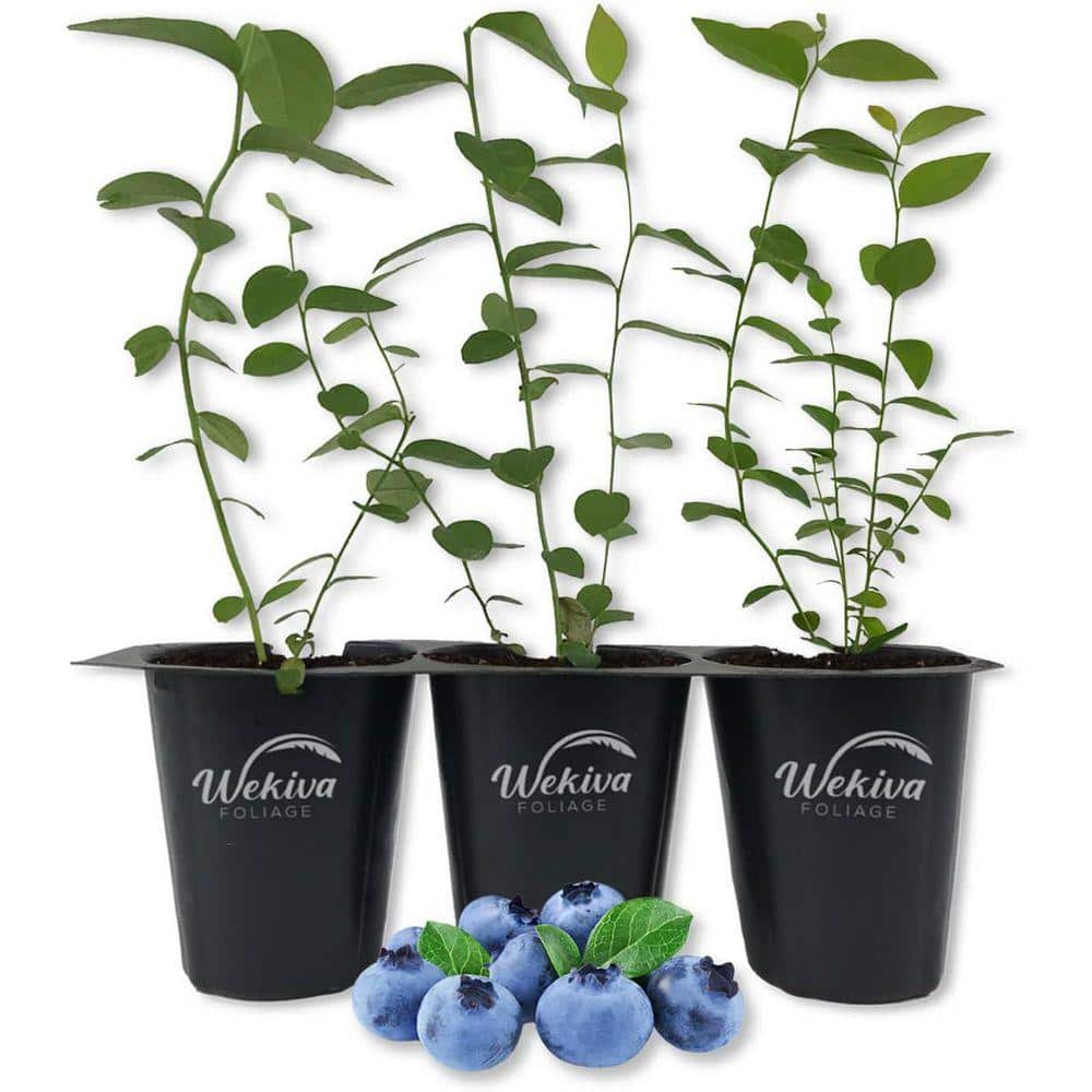 Wekiva Foliage Summer Sunset Blueberry Plant (Vaccinium) Edible Fruit ...