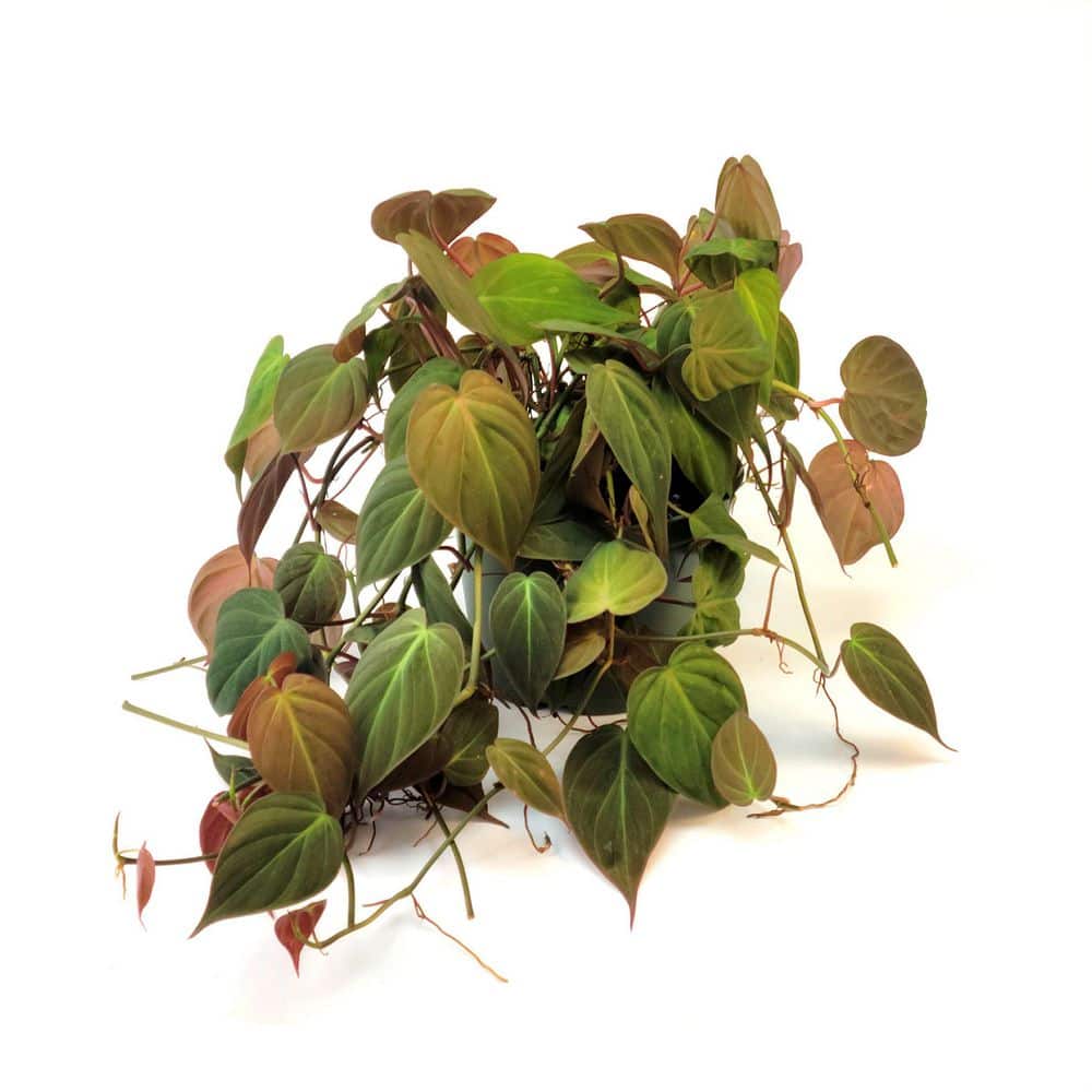 national PLANT NETWORK 4 in. Philodendron Micans Plant in Grower ...