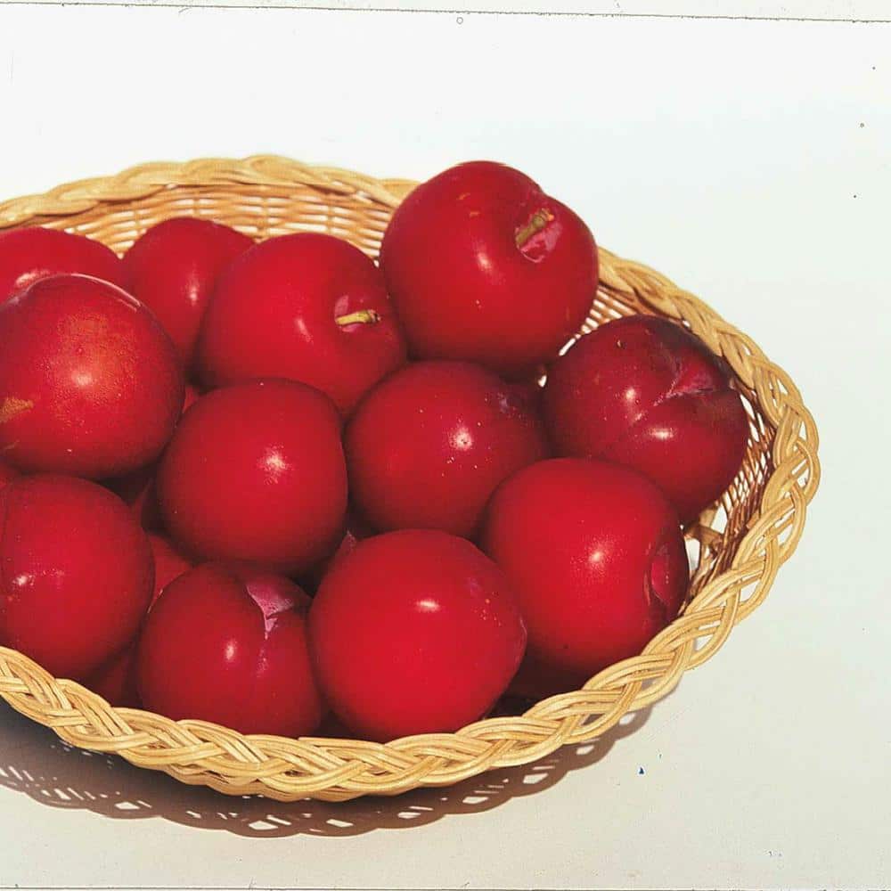 Gurney's Superior Plum Prunus Live Fruiting Bareroot Deluxe Tree Kit (1 ...