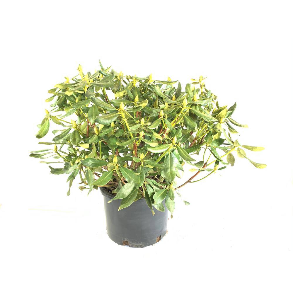 Fusion Rhododendron Red #7 1002963486 - The Home Depot