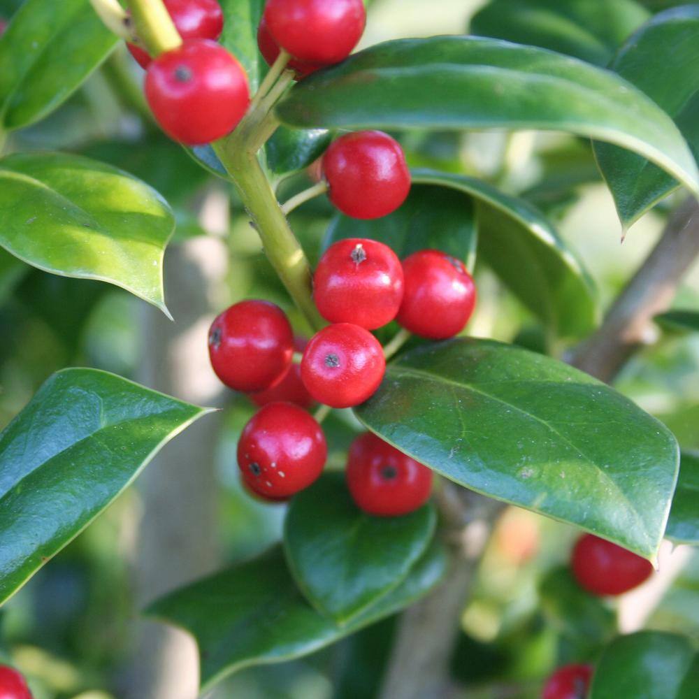 national PLANT NETWORK 2.25 Gal. Holly Needlepoint Shrub HD7148 - The ...