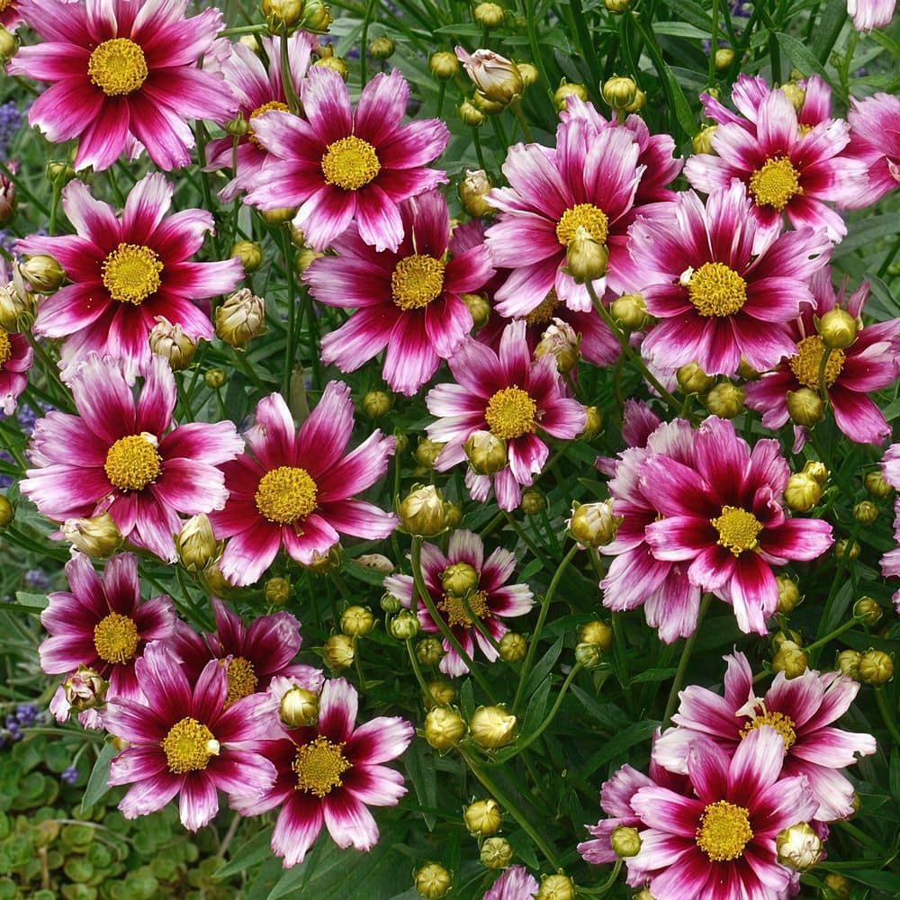 national PLANT NETWORK 3.25 in. Tickseed Coreopsis Li'l Bang ...