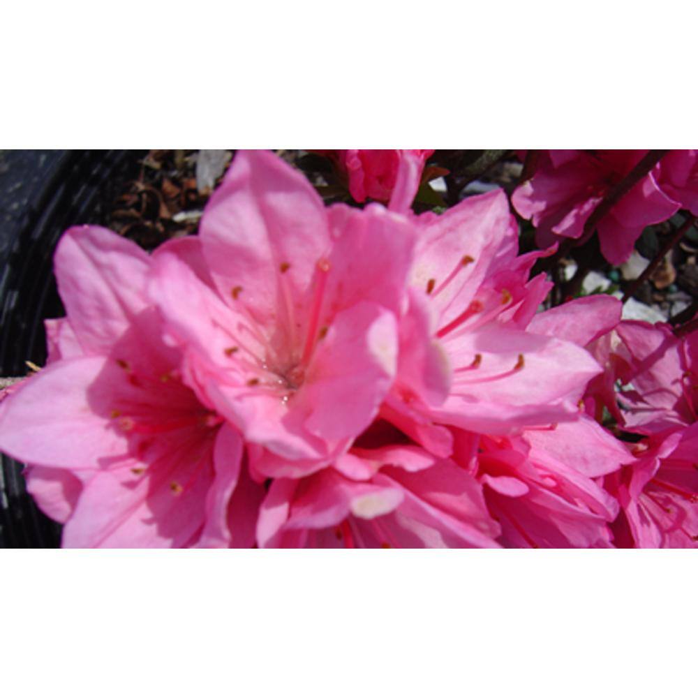 National Plant Network 2.25 Gal. Tradition Azalea Plant with Red Blooms ...