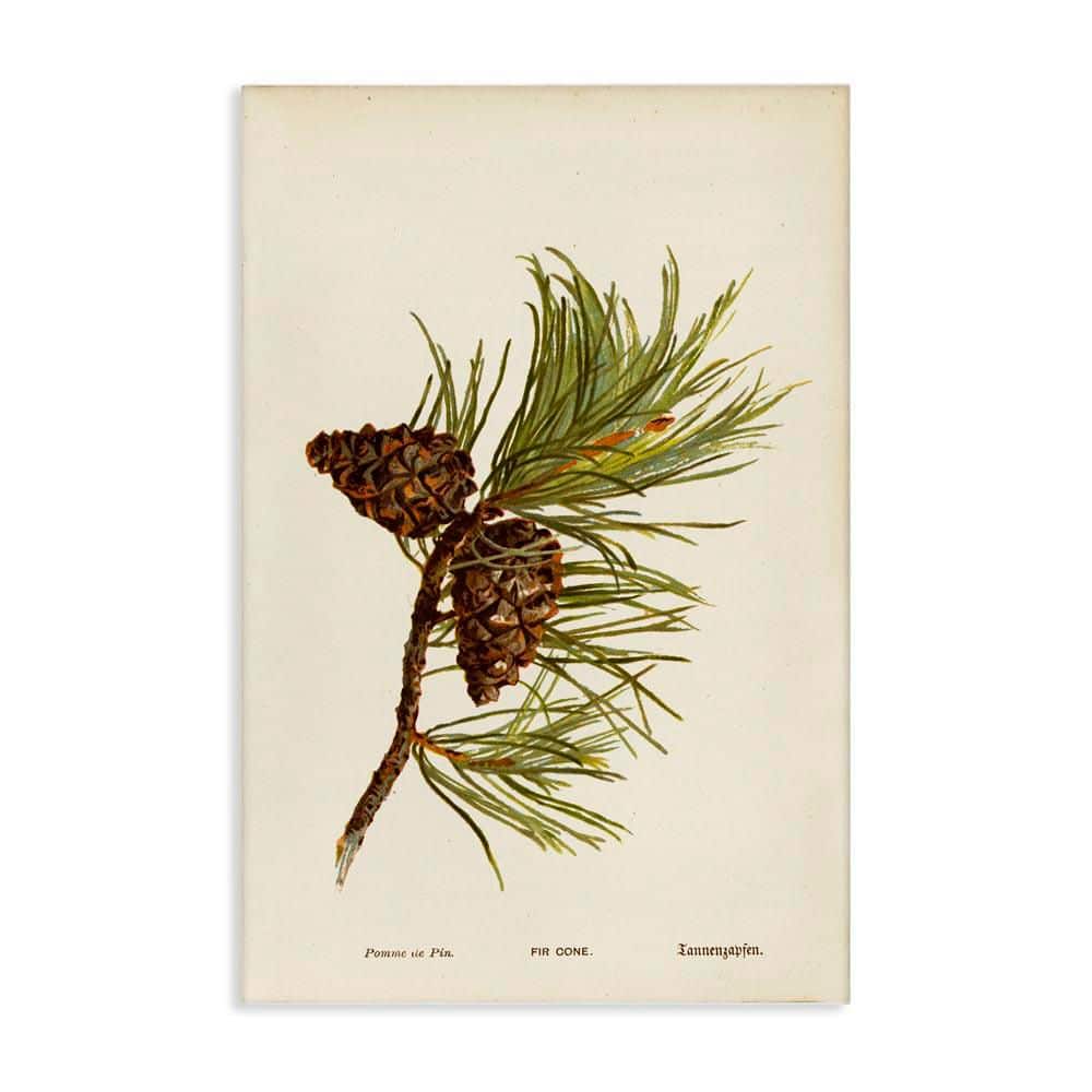 Stupell Industries Fir Tree Cones by Tina Higgins Designs, Inc ...