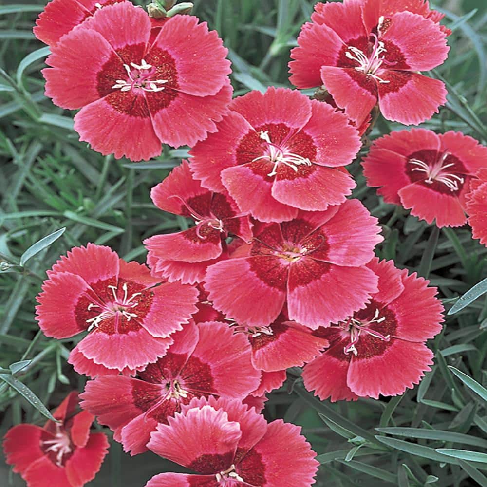 #1 Eastern Star Red Dianthus Plant 14061 - The Home Depot