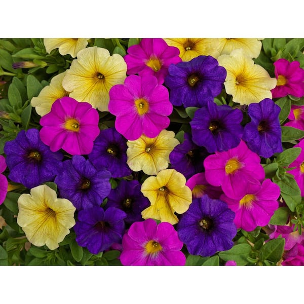 SUPERCAL 11 in. Combo SuperCal Petunia Outdoor Annual Plant with Light ...