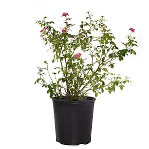 Have a question about 3 Gal. First Lady Brindabella Live Flowering Rose ...