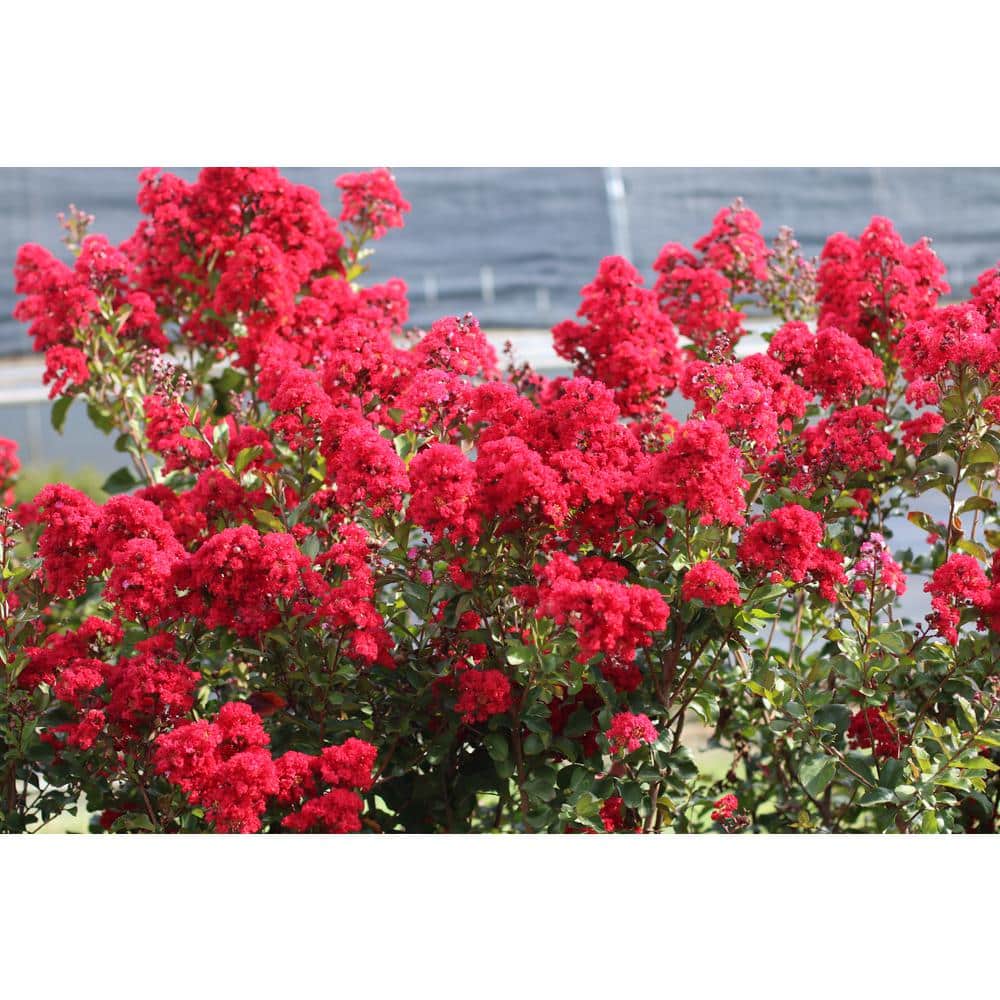 SEASON TO SEASON 2 Gal. Red Deciduous Garnet King Tree 19248 - The Home ...