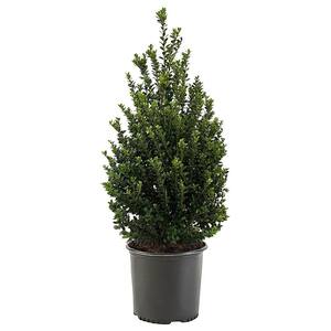 2.25 Gal. Holly Cone Evergreen Shrub 12512 - The Home Depot