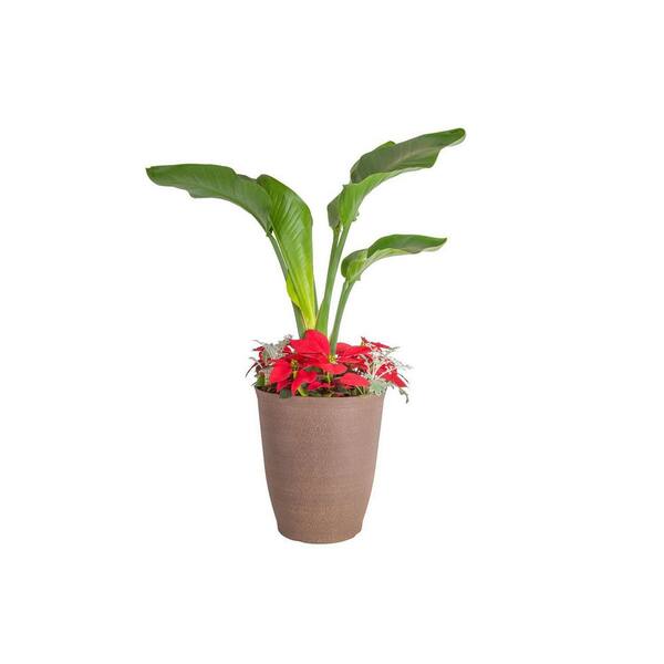 Costa Farms 7.3 GL Poinsettia Red Plant & Assorted Foliage Plants in ...