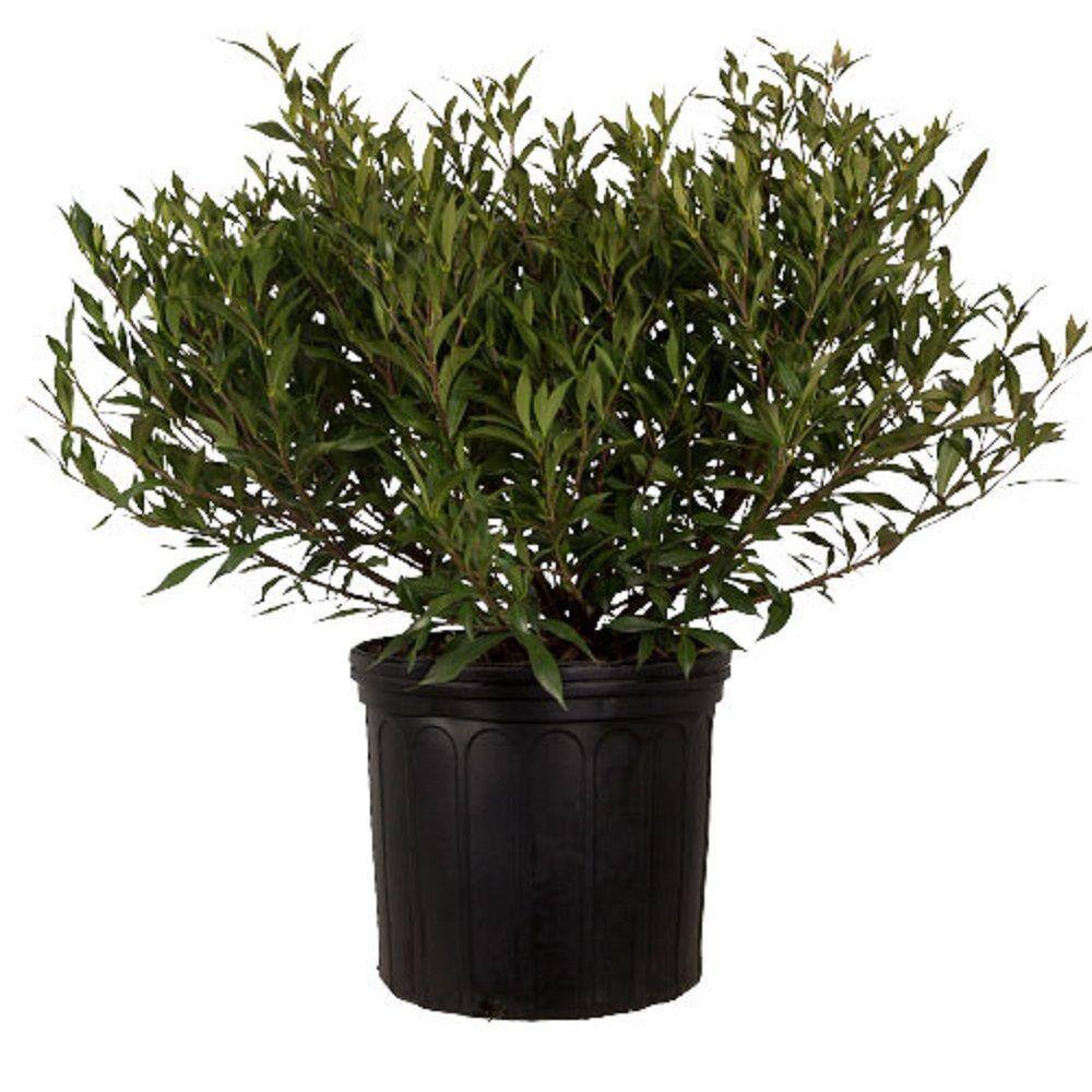 FLOWERWOOD 2.5 Gal - Frost Proof Gardenia, Live Evergreen Shrub, White ...