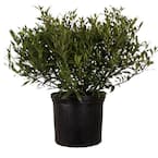 Perfect Plants GG Gerbing Azalea Shrub In 1 Gal. Grower's Pot, Pure ...