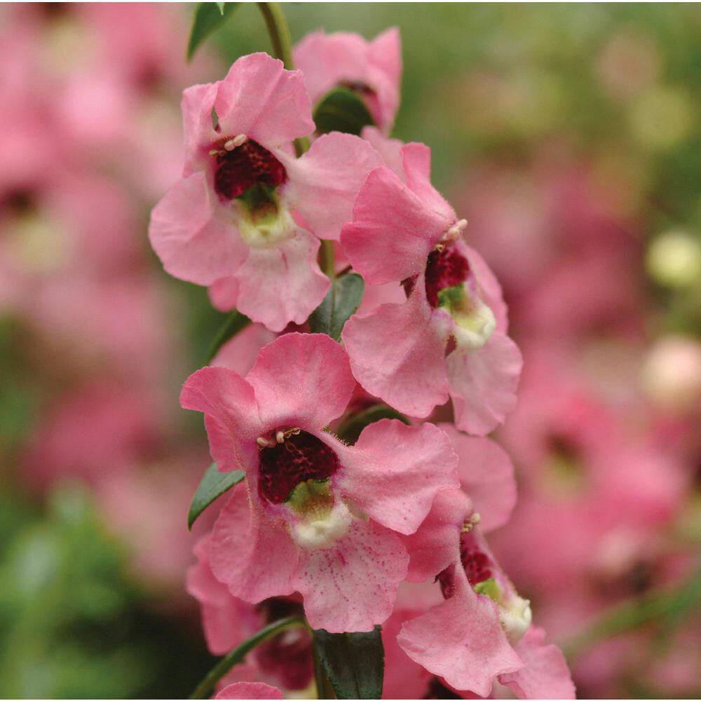 Vigoro 2.6 Qt. Angelonia Plant with Assorted Flowers 1002371612 - The ...