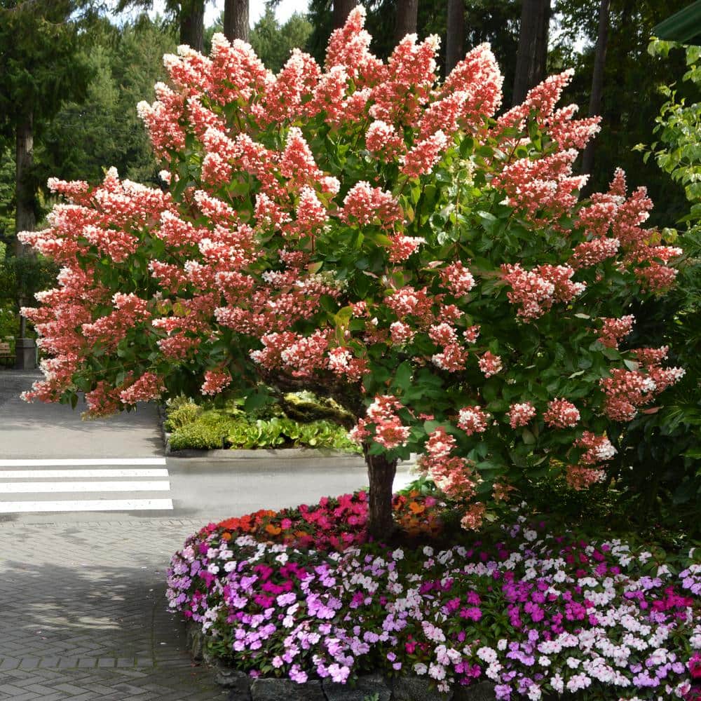 national PLANT NETWORK 8 in. Hydrangea Tree Quick Fire in Grower ...