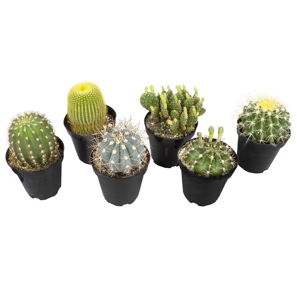 SMART PLANET 9 cm Assorted Cactus Plant Collection (6-Pack) 0883219 ...