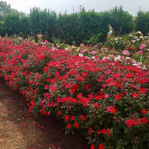Red - Rose Bushes - Garden Flowers - The Home Depot