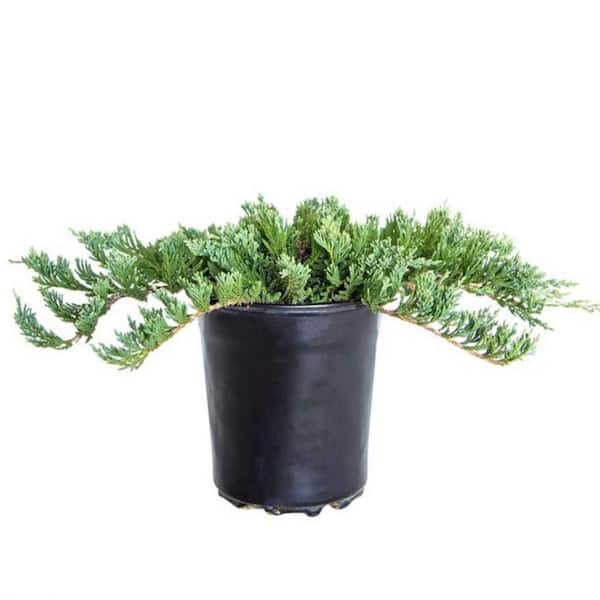 FLOWERWOOD 2.5 qt. Blue Rug Juniper (Juniperus Horizontalis) Creeping ...
