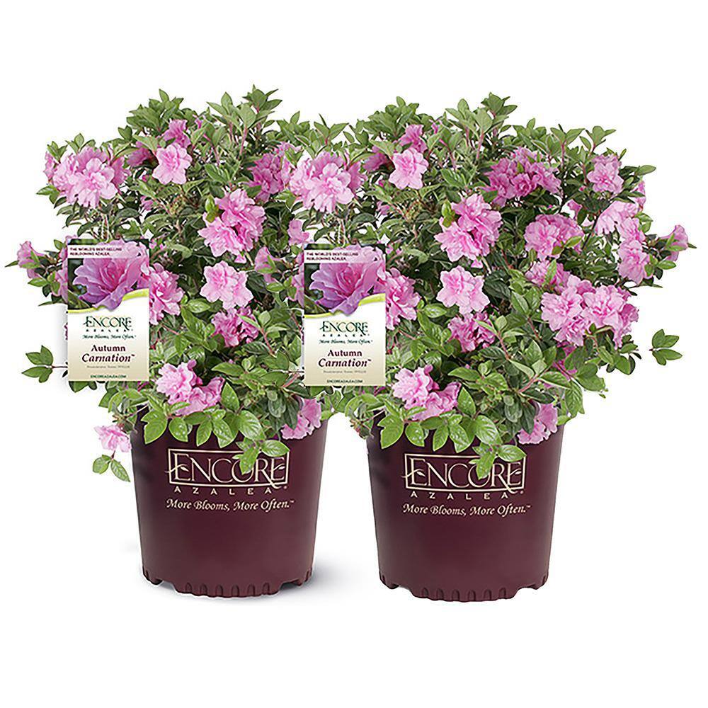 ENCORE AZALEA 1 Gal. Autumn Carnation Shrub with Semi Double Pink ...