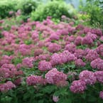 PROVEN WINNERS 2 Gal. Invincibelle Mini Mauvette Smooth Hydrangea ...