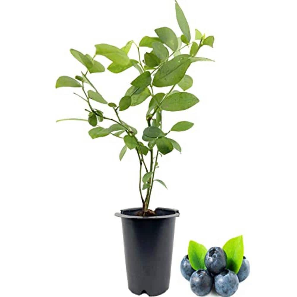 Wekiva Foliage Jewel Blueberry Plant-Live Plant in a 2 Inch Growers Pot ...