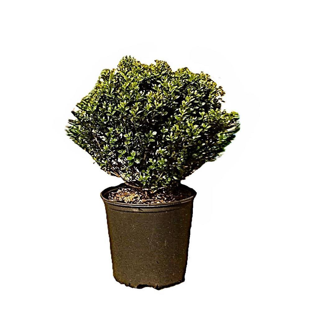 3 Gal. Ilex Compacta 11233 - The Home Depot
