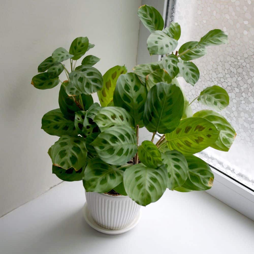 national PLANT NETWORK 4 in. Maranta Green Prayer Plant in Grower ...