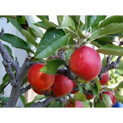 Online Orchards Dwarf Bing Cherry Tree Bare Root FTCH002