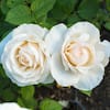 Spring Hill Nurseries Easy Spirit Floribunda Rose, Dormant Bare Root ...