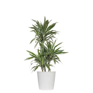 United Nursery 10 in. Dracaena Warneckii Plant Compacta in White Decor ...
