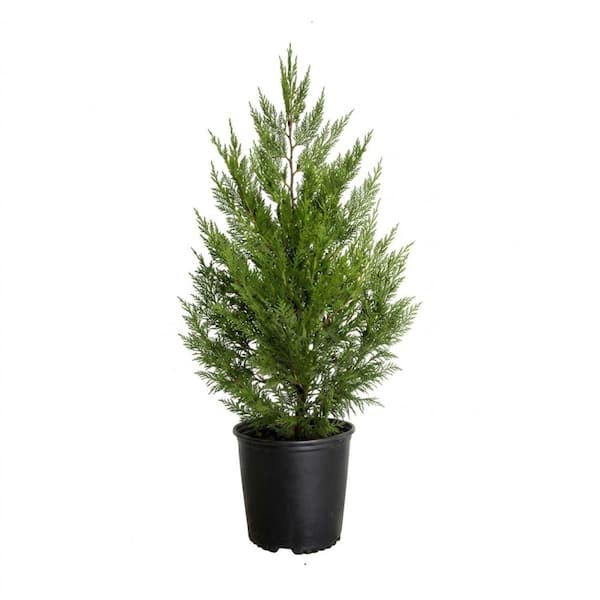 FLOWERWOOD 2.5 qt. Italian Cypress (Cupressus Sempervirens) Live ...