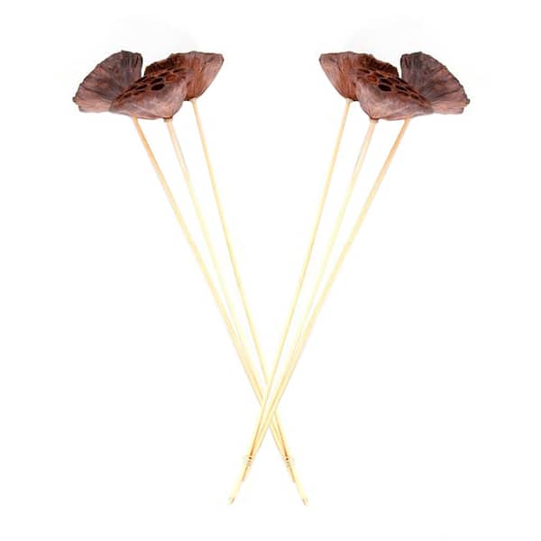 Bindle & Brass Lotus Pods 3 Stem Dried Natural (2-Pack) BB35-100248 ...