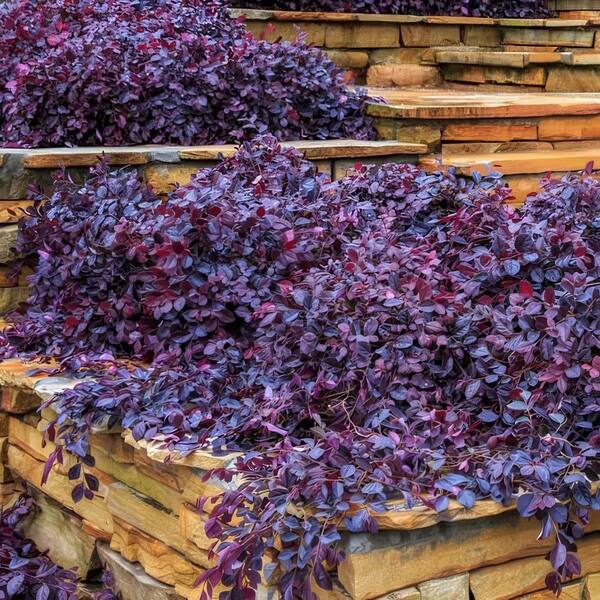 national PLANT NETWORK 3 gal. Loropetalum Purple Pixie Shrub with Pink ...