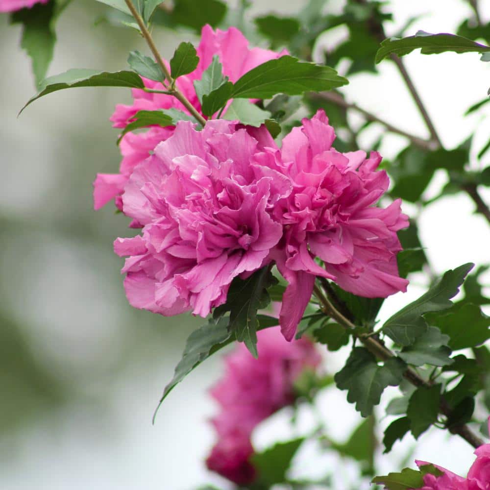 national PLANT NETWORK 2 gal. Hibiscus Raspberry Smoothie Tree with ...