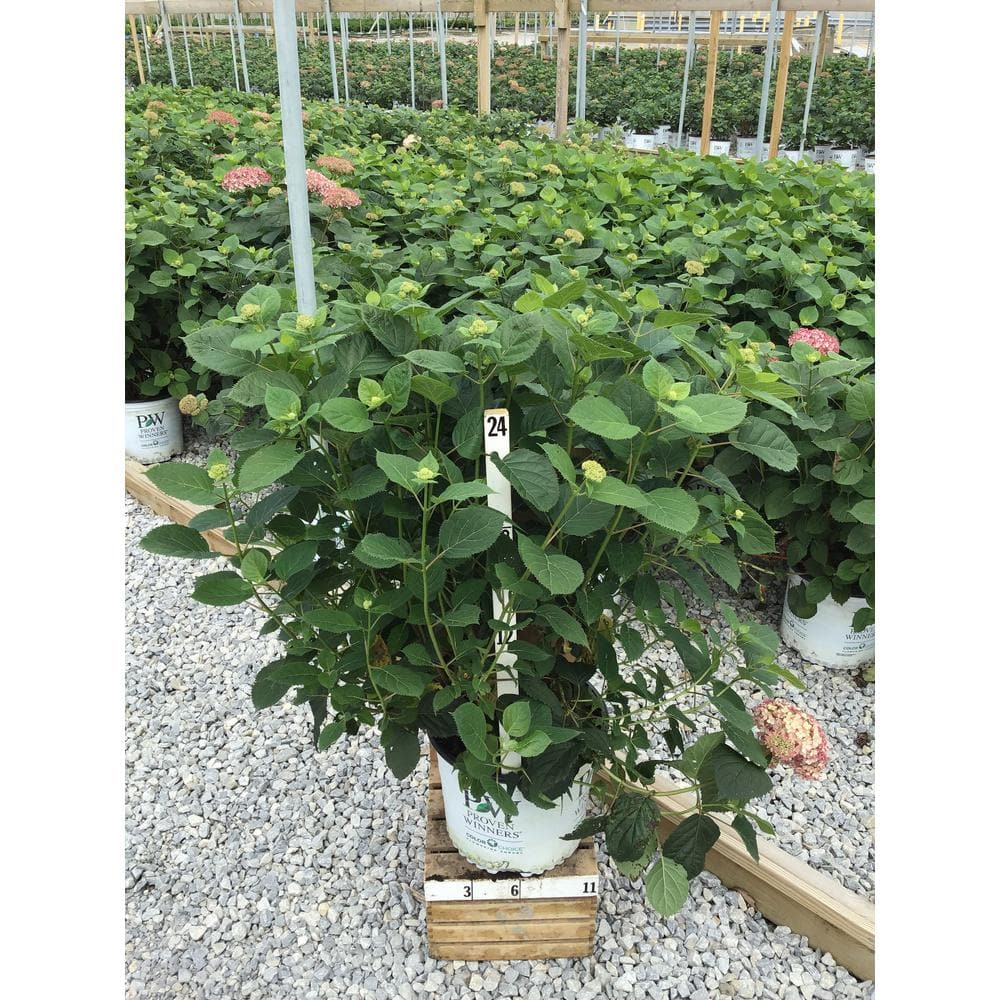PROVEN WINNERS Smooth Hydrangea (Arborescens) Invincibelle Spirit II ...