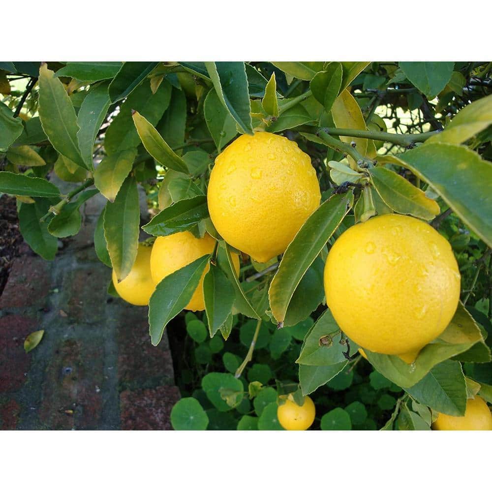 Wekiva Foliage Ponderosa Lemon Tree-Live Plant in a 1 Gallon Pot ...