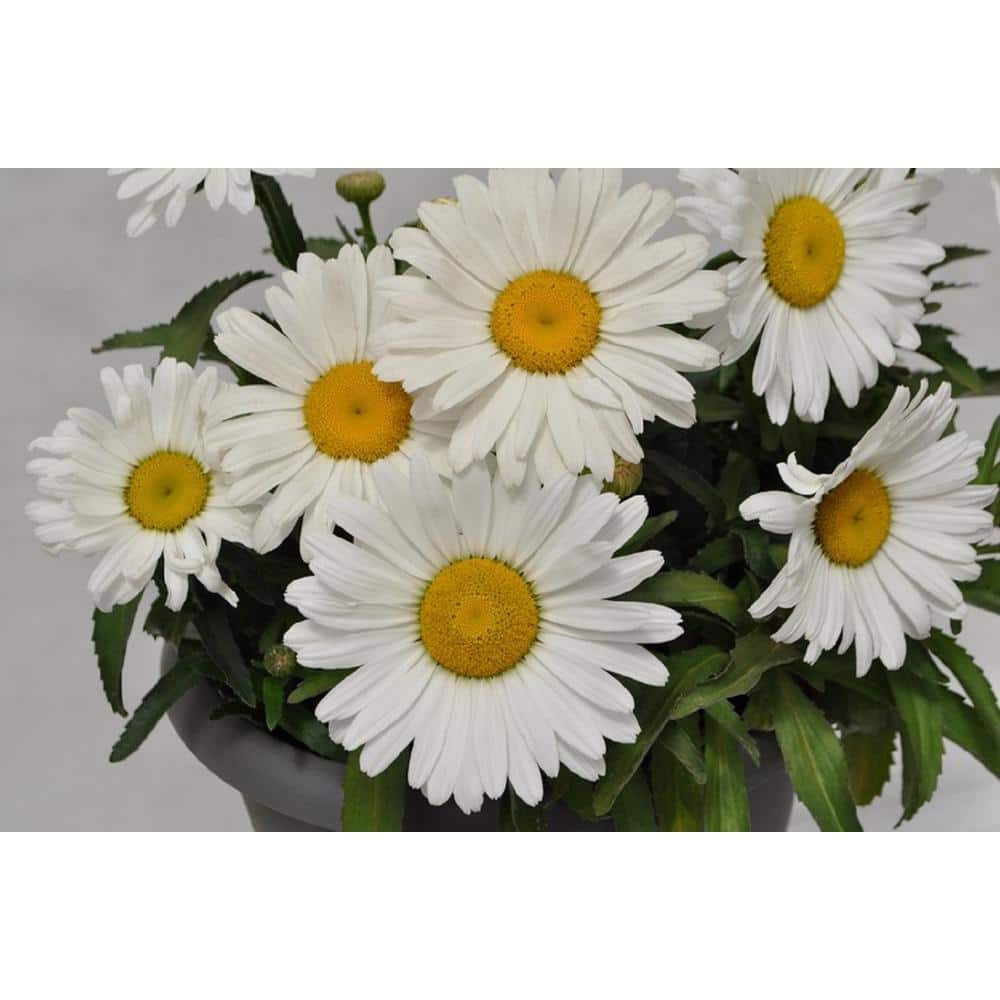 Pure Beauty Farms 2.5 Qt. Leucanthemum Betsy Daisy in 6.3 in. Grower's ...
