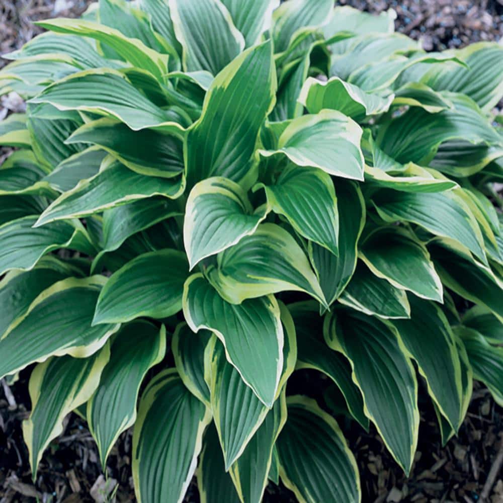 #1 Frosted Dimples Blue Hosta Plant 74787 - The Home Depot