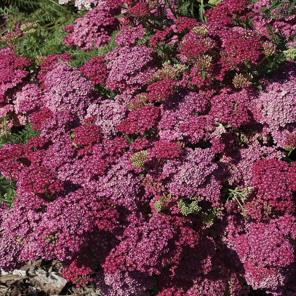 Vigoro 2 QT Achillea Yarrow 'Milly Rock Rose' Pink Perennial Plant ...