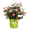 KNOCK OUT 2 Gal. Orange Glow Knock Out Rose Bush with Orange Flowers ...