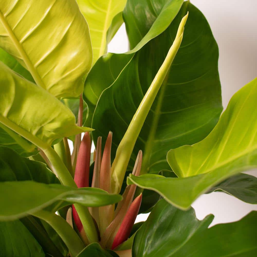 national PLANT NETWORK 6 in. philodendron Moonlight Plant HD1757 - The ...