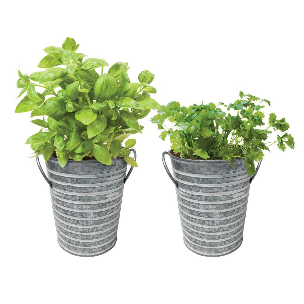 Garden State Bulb Herb Garden Kit with Silver Metal Planter (Basil and ...