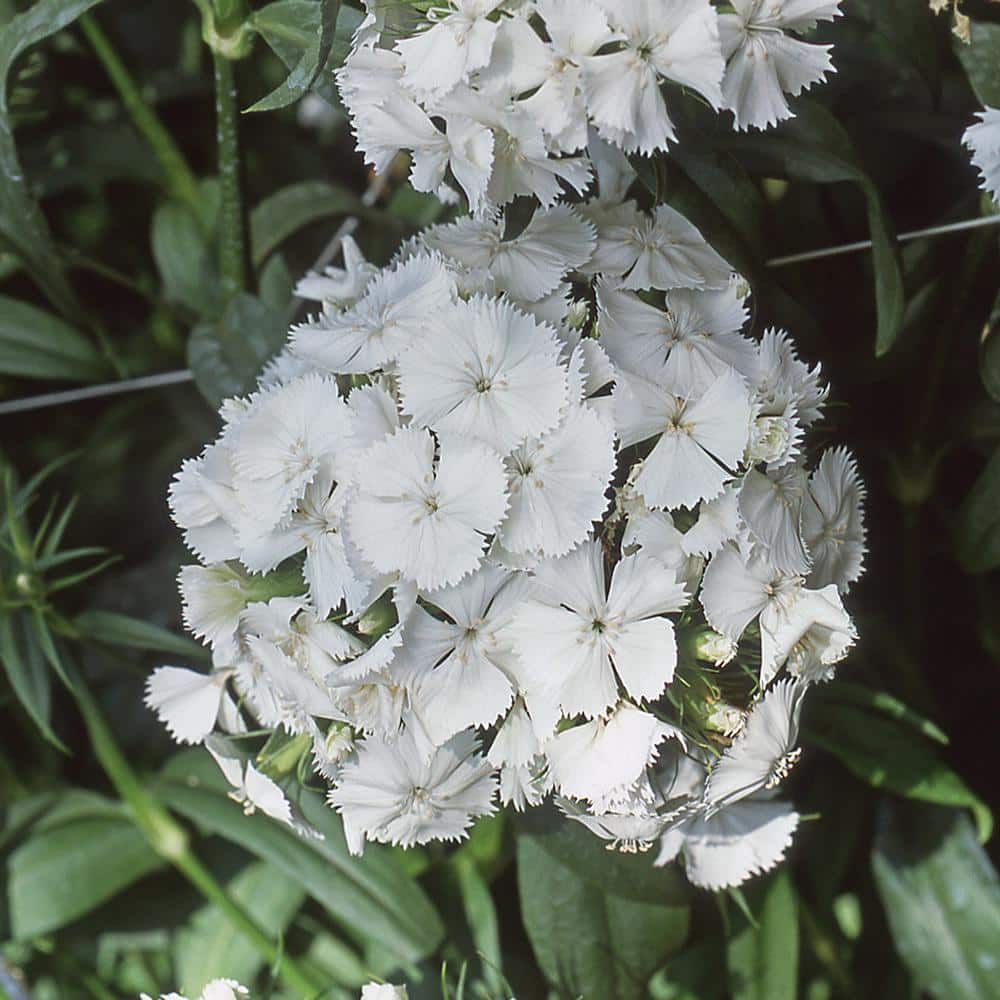 Pure Beauty Farms 1 Qt. White and Cream Dianthus Plant 8031 - The Home ...
