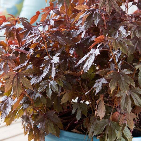SOUTHERN LIVING 2 Gal. Hibiscus Althea Lil Kim Plant with Red Blossoms ...