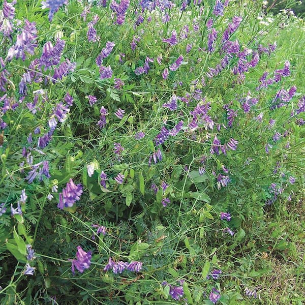 Gardens Alive! 0.5 lb. Hairy Vetch Cover Crop 1009 - The Home Depot