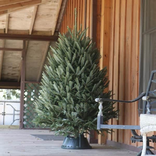 national PLANT NETWORK 5 ft. Freshly Cut Fraser Fir Real Christmas Tree HD9064 The Home Depot
