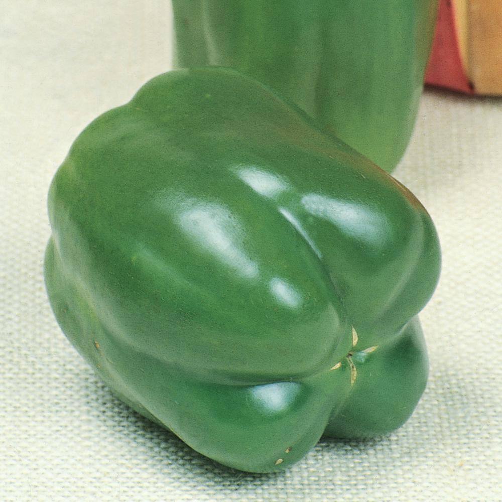 Burpee 6 in. Better Belle Sweet Bell Pepper Vegetable Plant 1008725798 ...