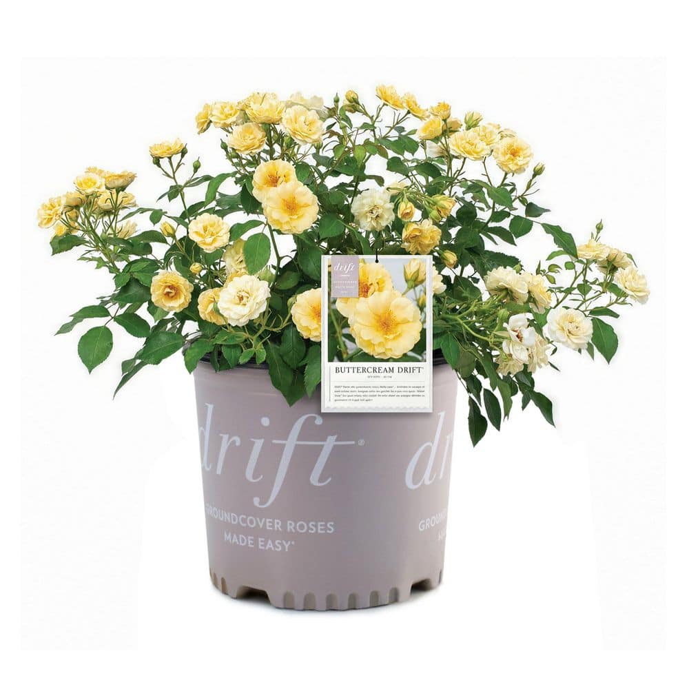 national PLANT NETWORK 3 gal. Rose Buttercream Drift Shrub with Yellow ...