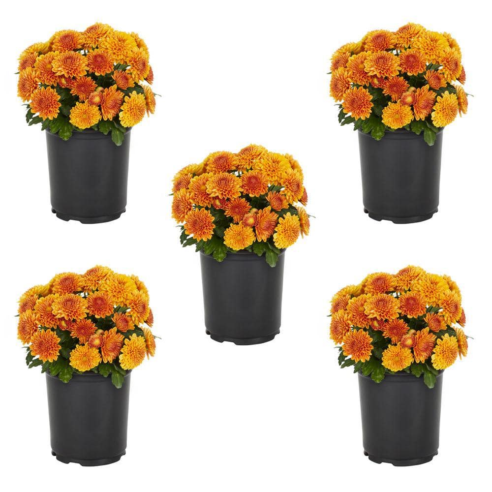 METROLINA GREENHOUSES 1.5 PT. Orange Mum Chrysanthemum Perennial Plant ...